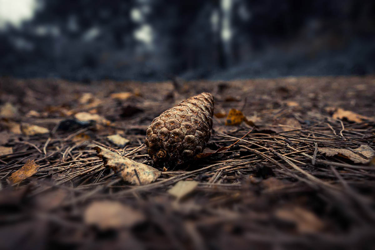 5 Creative Camera Modes in Woodland Photography – Stephen Walton ...